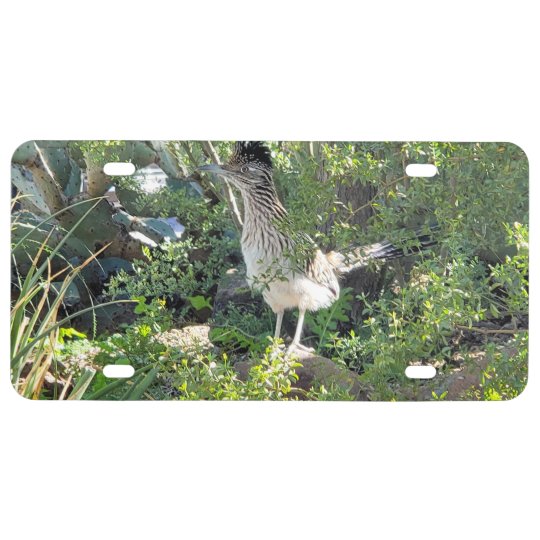 American Roadrunner in the Arizona Desert License Plate | Zazzle.com