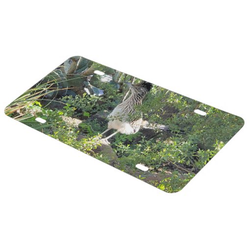 American Roadrunner in the Arizona Desert License Plate | Zazzle