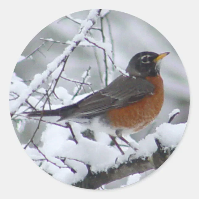 American Robin Bird Stickers | Zazzle