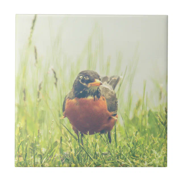 American Robin Bird Tile | Zazzle