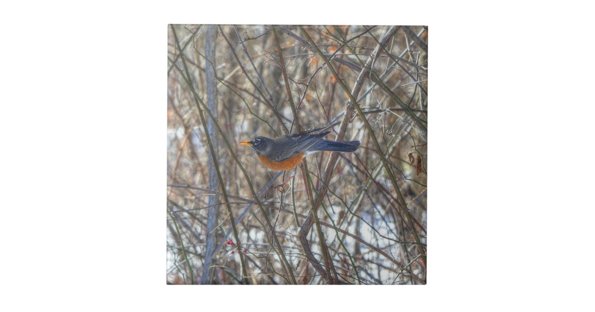 American Robin Ceramic Tile | Zazzle