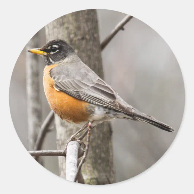 American Robin Classic Round Sticker | Zazzle