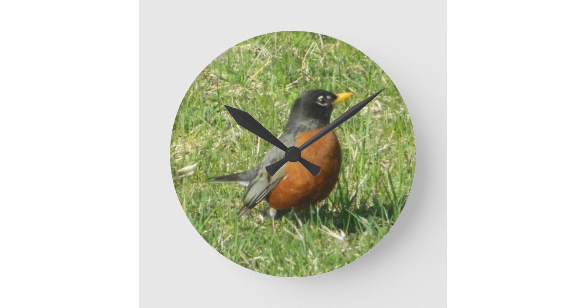American Robin Clock | Zazzle