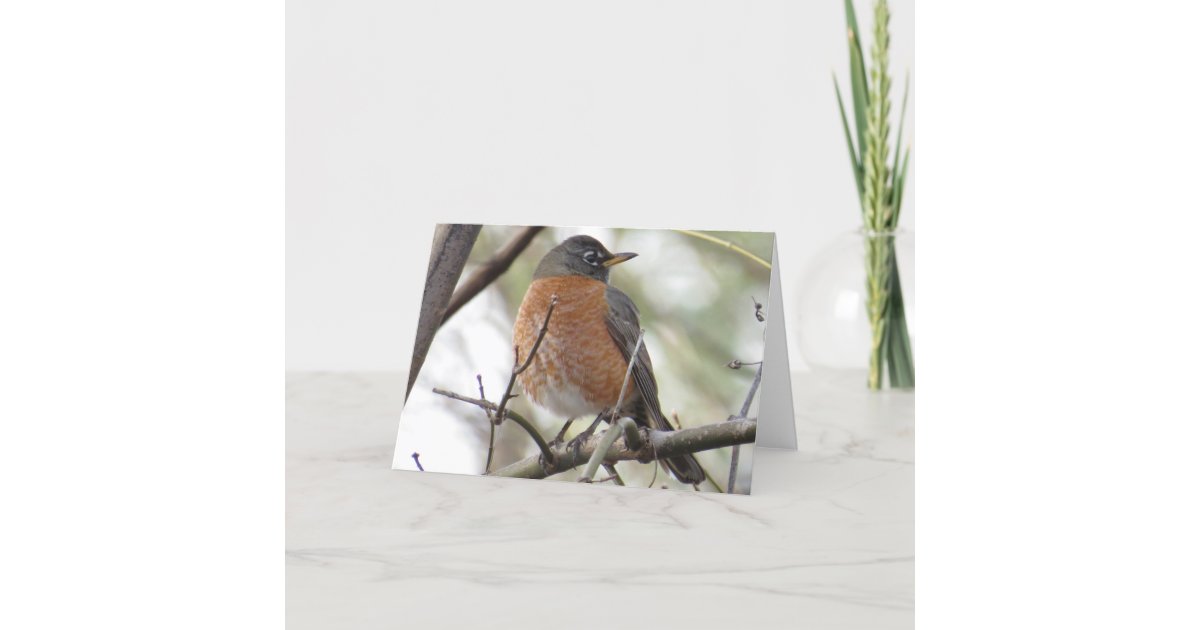 American Robin Greeting Card | Zazzle