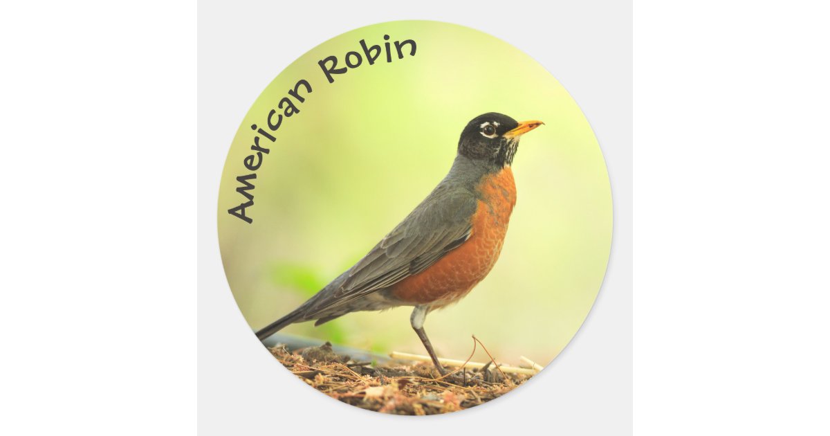 American Robin Photo Classic Round Sticker | Zazzle