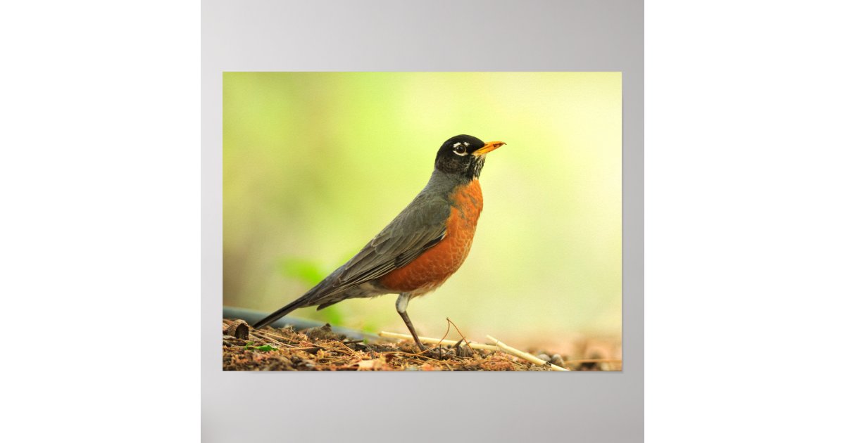 American Robin Photo Poster | Zazzle