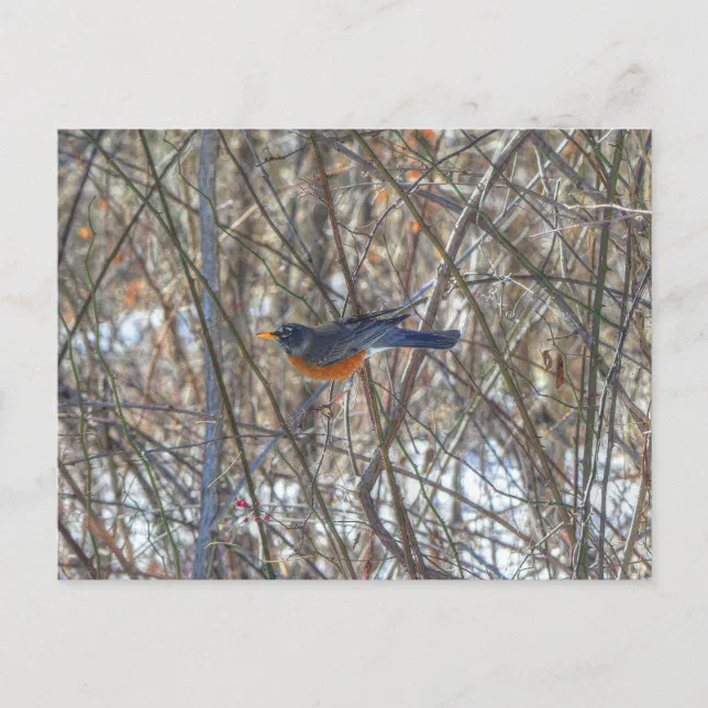 American Robin Postcard | Zazzle