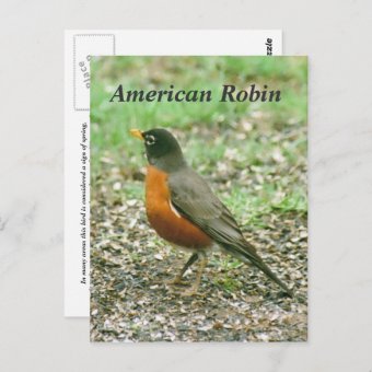 American Robin Postcard | Zazzle