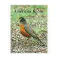 American Robin Postcard | Zazzle