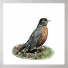 American Robin Vintage Bird Illustration Poster | Zazzle.com