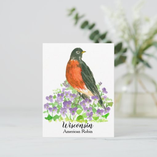 American Robin State Bird of Wisconsin Postcard | Zazzle