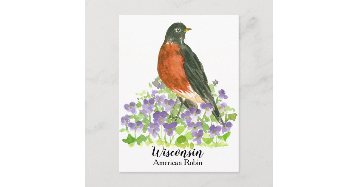American Robin State Bird of Wisconsin Postcard | Zazzle
