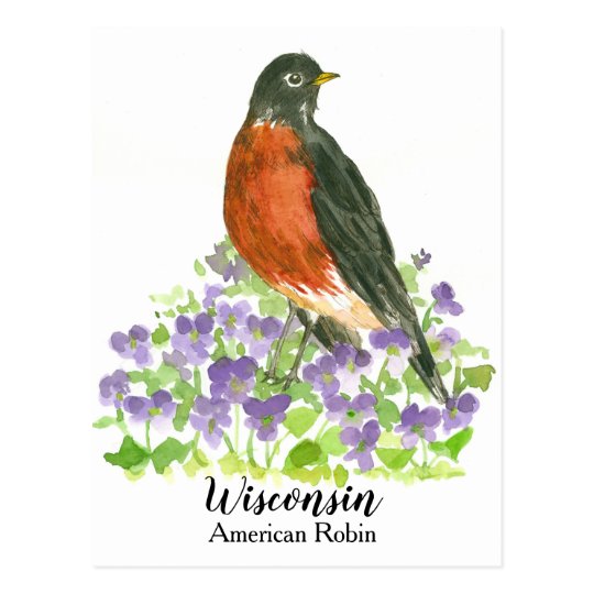 American Robin State Bird of Wisconsin Postcard | Zazzle.com