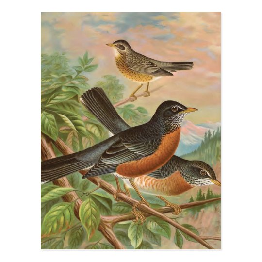 American Robin Vintage Bird Illustration Postcard | Zazzle.com
