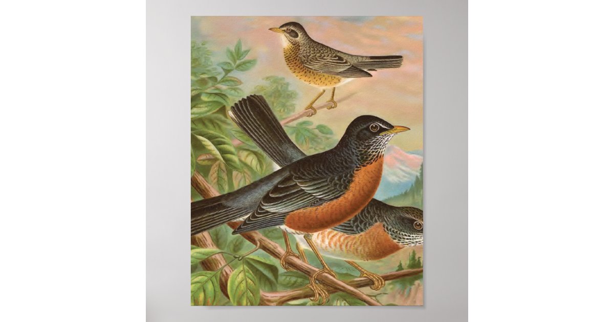 American Robin Vintage Bird Illustration Poster | Zazzle
