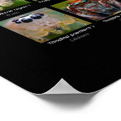 "American Salticids" Jumping Spider Faces Poster | Zazzle