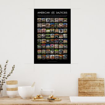 "American Salticids" Jumping Spider Faces Poster | Zazzle