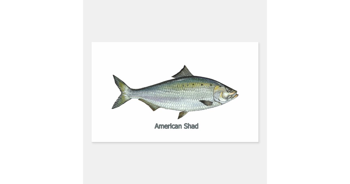 American Shad Rectangular Sticker | Zazzle