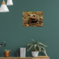 American Toad Poster | Zazzle