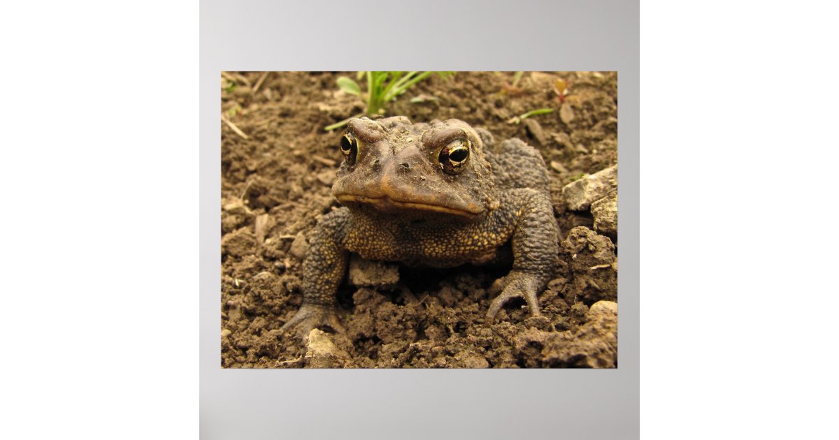 American Toad Poster | Zazzle