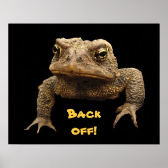 American Toad Poster | Zazzle