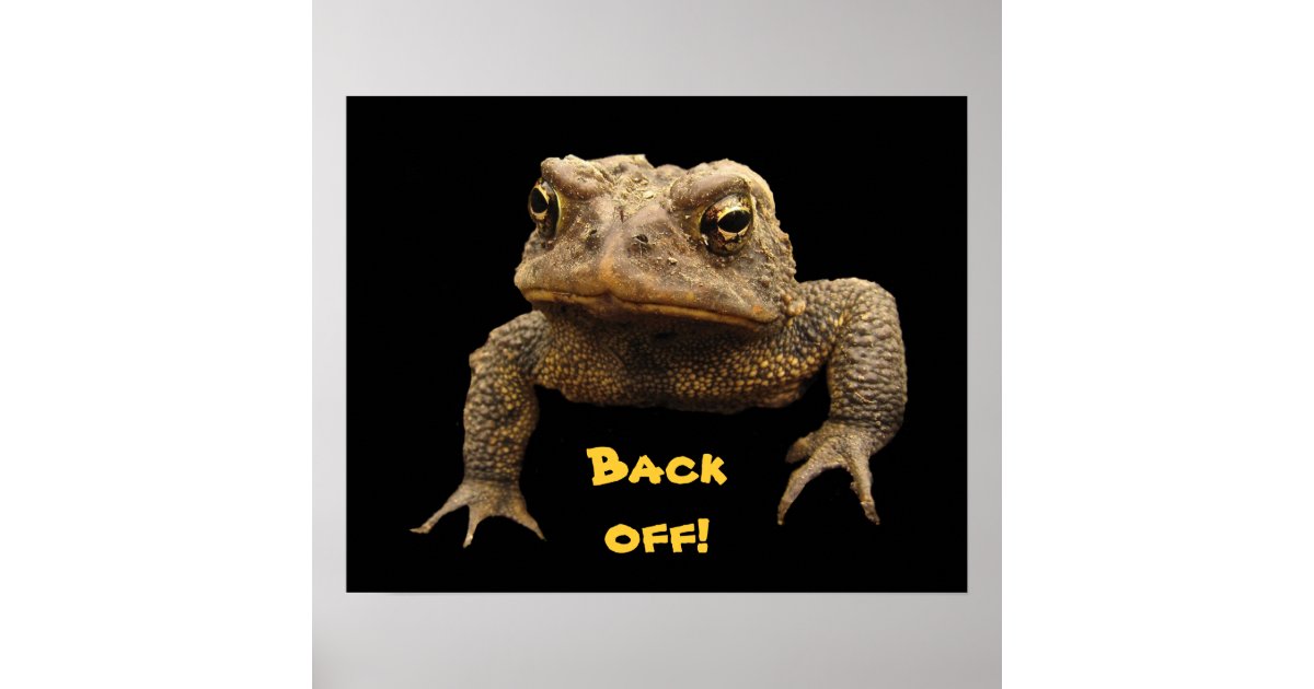 American Toad Poster | Zazzle