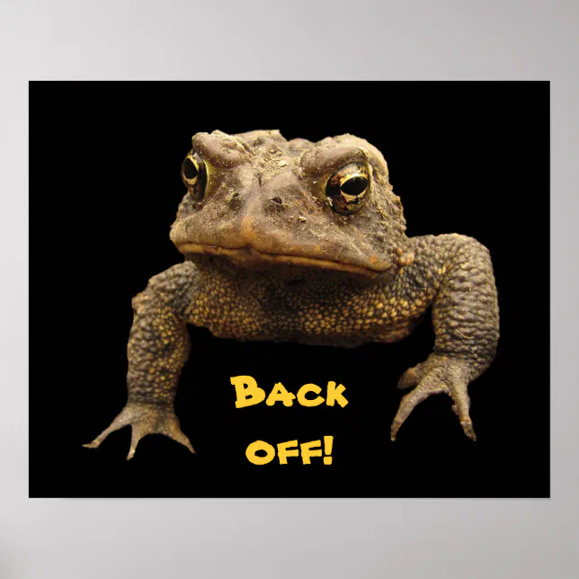 American Toad Poster | Zazzle