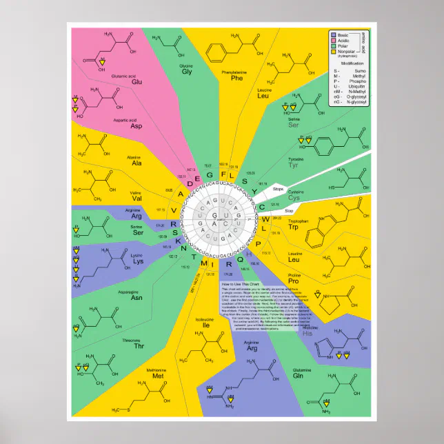 Amino Acid Chemical Molecule Identification Chart | Zazzle