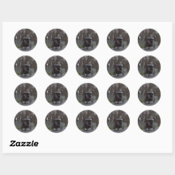 Amish Buggy Sticker | Zazzle