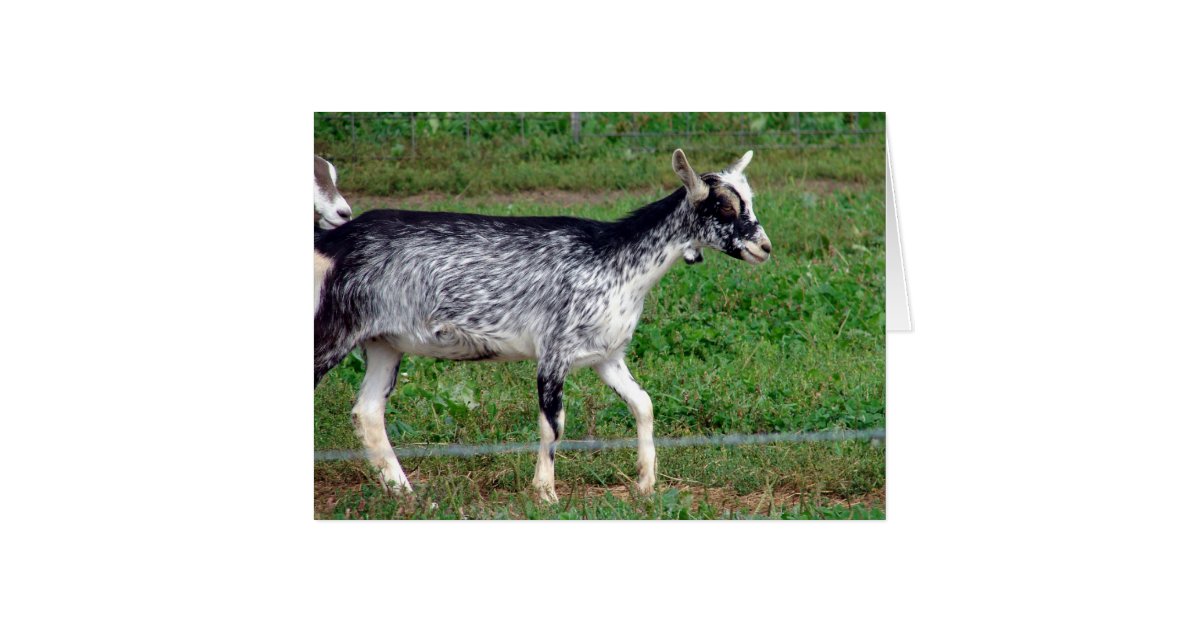 Amish Goat | Zazzle