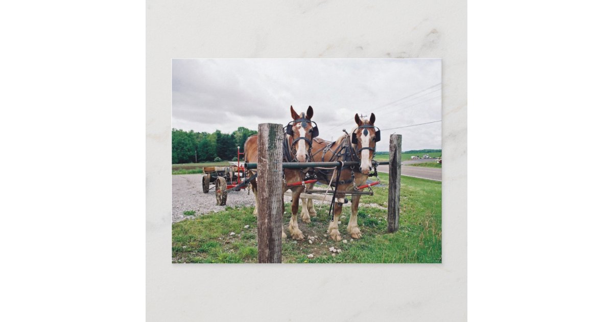 Amish Hitching Post Postcard | Zazzle