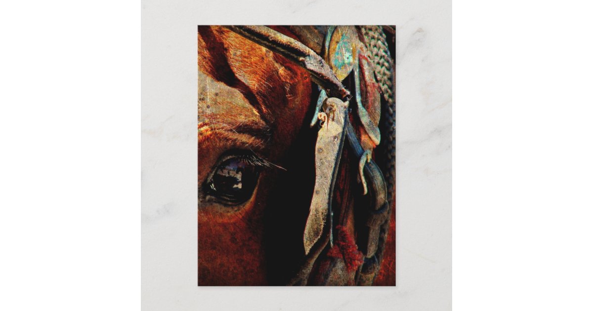 Amish Horse Eye Postcard | Zazzle