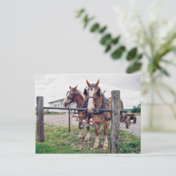 Amish Team at Hitching Post Postcard | Zazzle