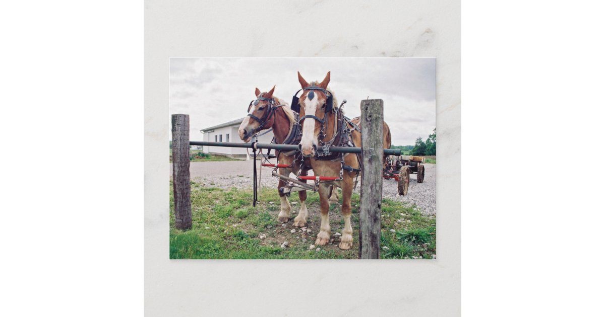 Amish Team at Hitching Post Postcard | Zazzle