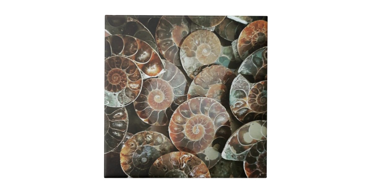 Ammonite bundle ceramic tile | Zazzle