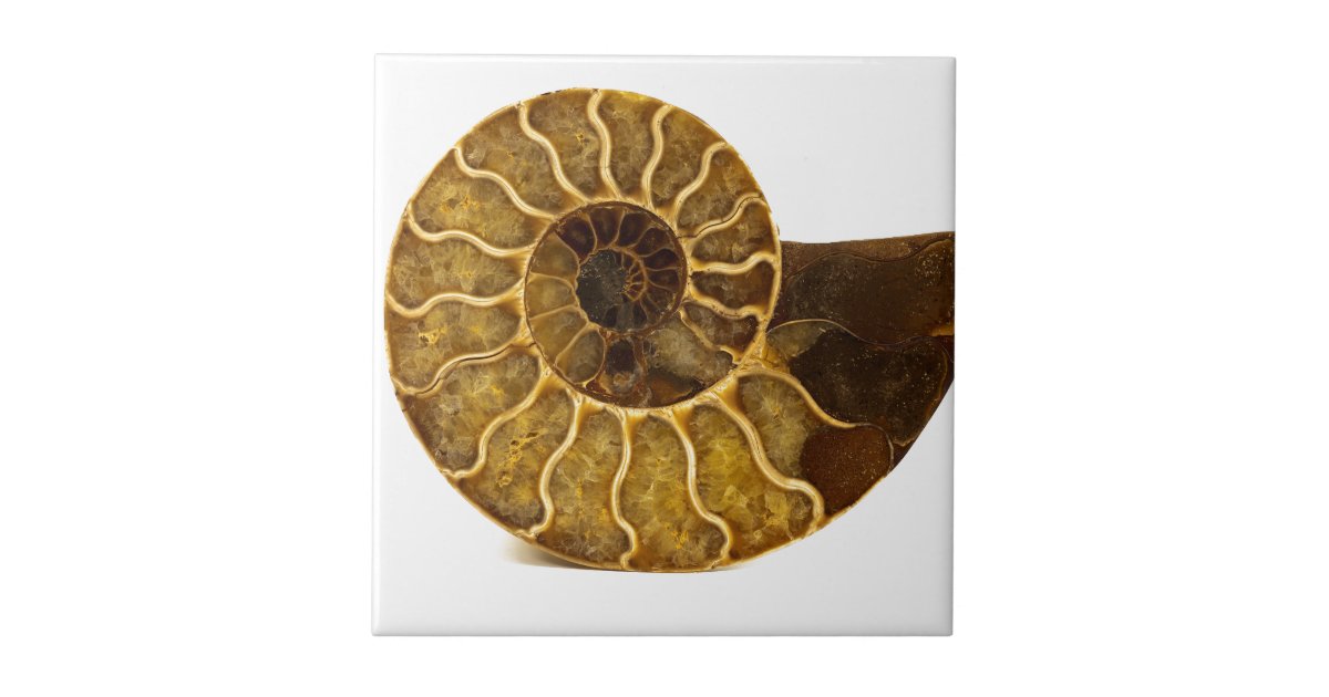 Ammonite Fossil Ceramic Tile | Zazzle
