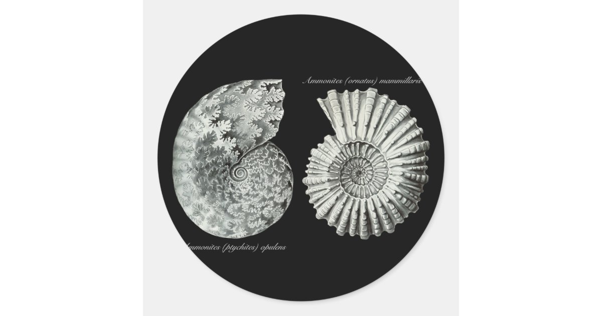 Ammonites Classic Round Sticker | Zazzle