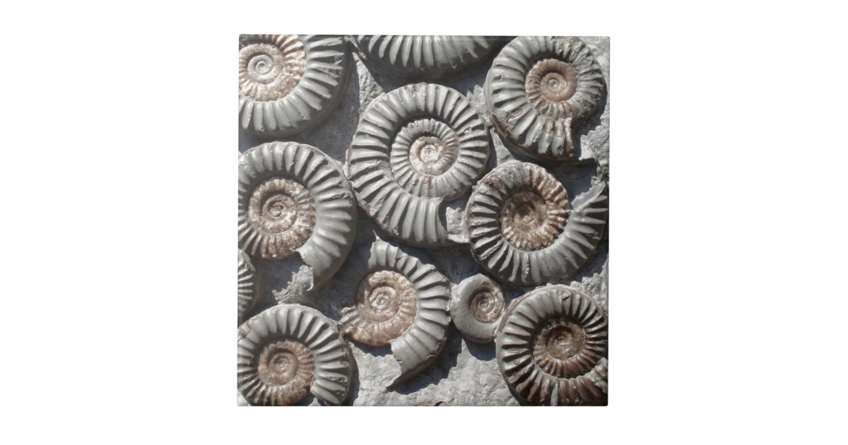 Ammonites On Rock Photo Ceramic Tile | Zazzle