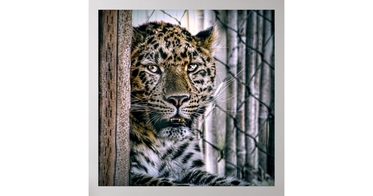 Amur Leopard Exotic Zoo Animal Poster | Zazzle