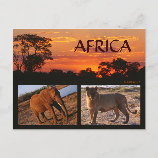 An African Safari Postcard | Zazzle