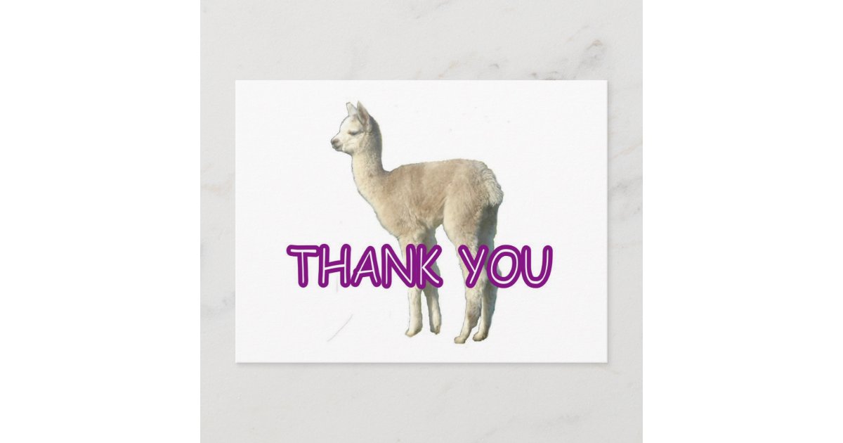 An alpaca "Thank You" card | Zazzle