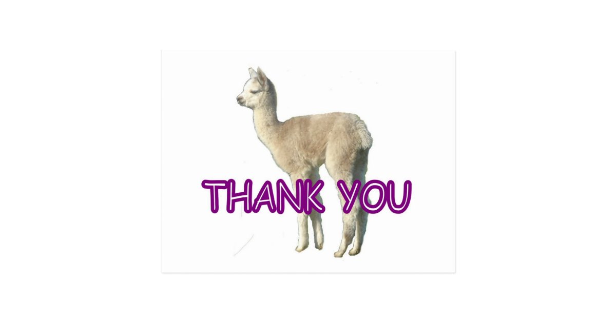 An alpaca "Thank You" card | Zazzle.com