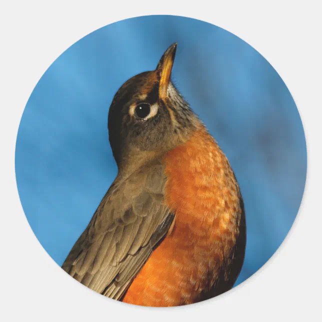 An American Robin Looks Up Classic Round Sticker | Zazzle