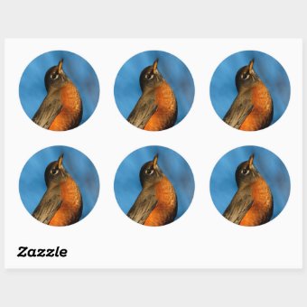 An American Robin Looks Up Classic Round Sticker | Zazzle