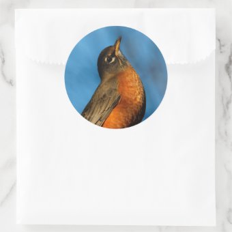 An American Robin Looks Up Classic Round Sticker | Zazzle