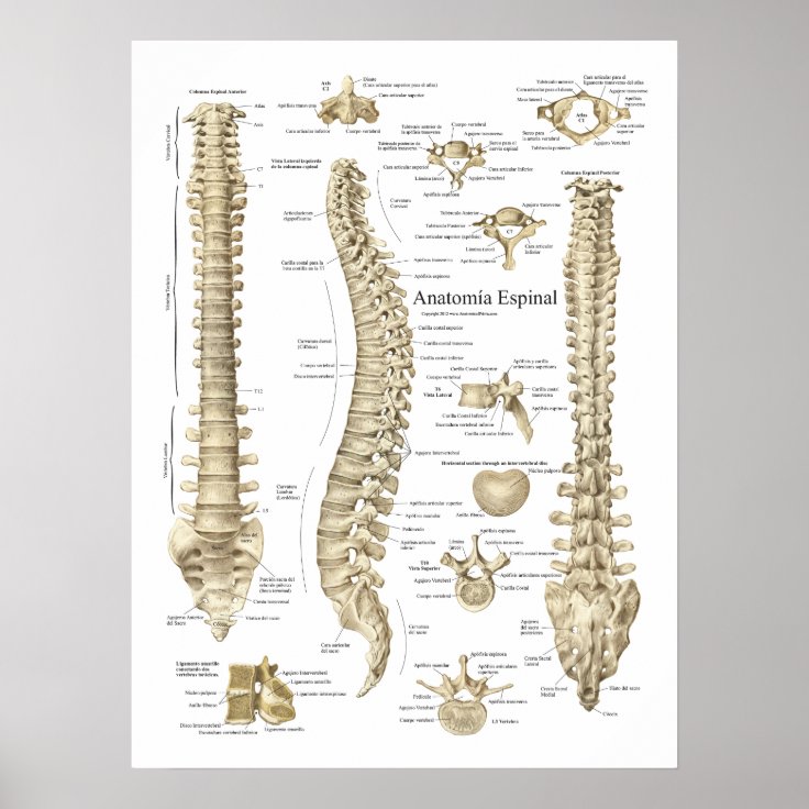 Anatomia Espinal Poster Spanish Spine Anatomy | Zazzle