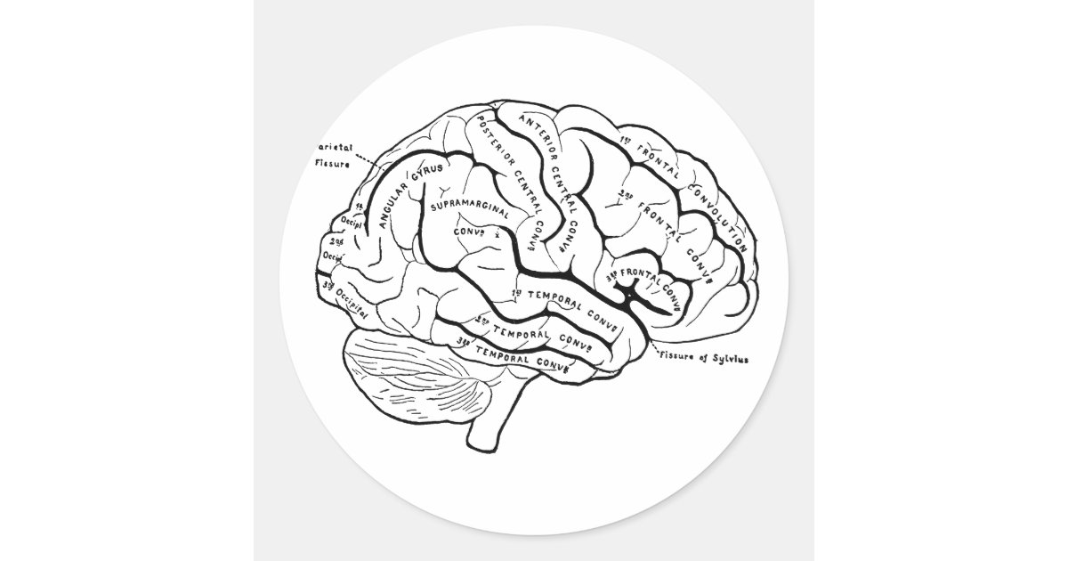 Anatomical Brain Classic Round Sticker | Zazzle