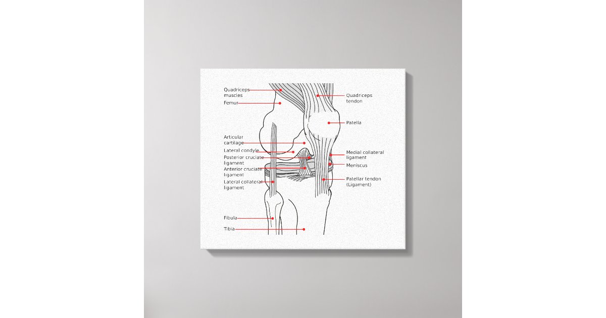 Anatomical Diagram human right knee joint Canvas Print | Zazzle