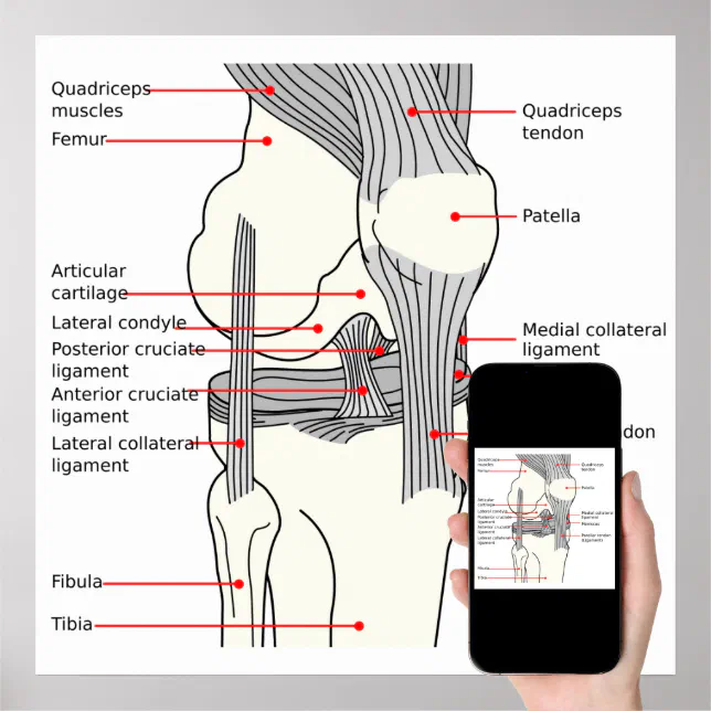 Anatomical Diagram human right knee joint Poster | Zazzle