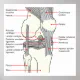 Anatomical Diagram human right knee joint Poster | Zazzle